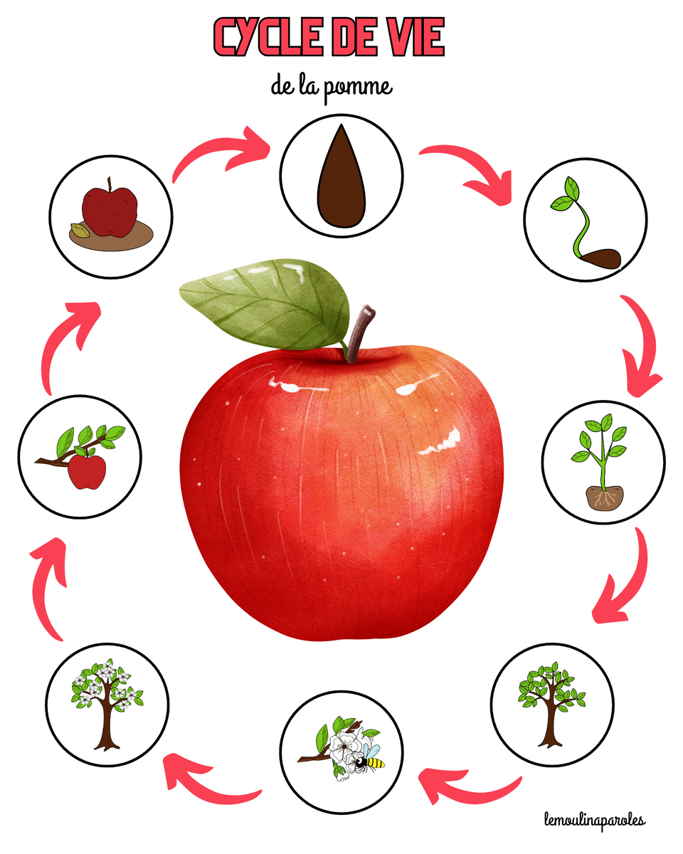 Affiche - cycle de vie de la pomme – Le Moulin à Paroles